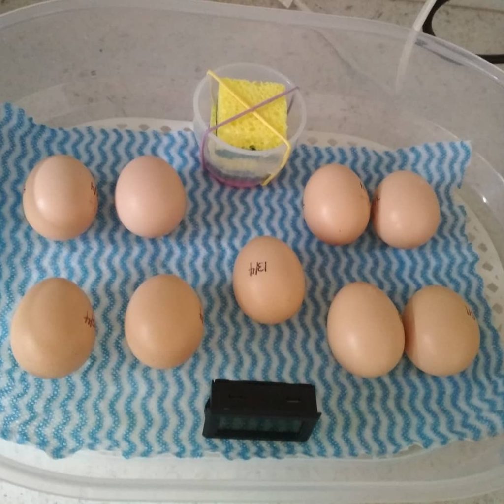 Guide to incubating chicken eggs - Purple Tree Pet Care