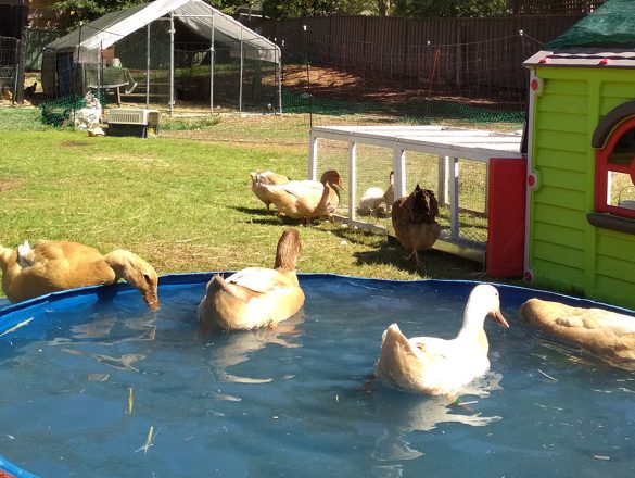 Buff duck care - Purple Tree Pets