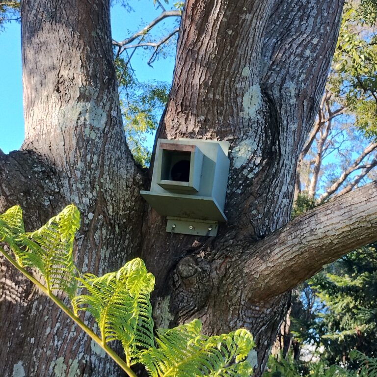 Build A Possum Nest Box - Purple Tree Pets
