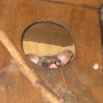 Build A Possum Nest Box - Purple Tree Pets