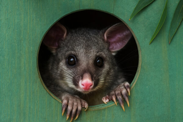 Build A Possum Nest Box - Purple Tree Pet Care