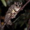 Build A Possum Nest Box - Purple Tree Pets